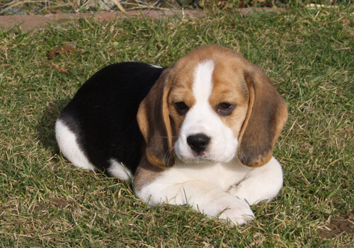 Beagle vom Deistertal