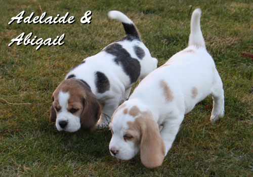 Beagle vom Deistertal