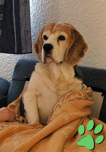 Beagle vom Deistertal | Beagles auf Treibjagd in Woltem Bei Soltau