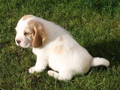 Beagle vom Deistertal | Beaglewelpen Oktober 2009 Dezember ...