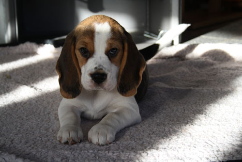 Beagle vom Deistertal | Beaglewelpen Oktober 2009 Dezember ...